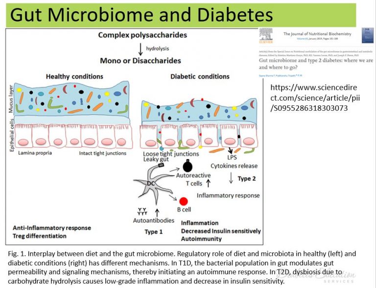 Gut/Microbiome Archives - Diabetes Education Services